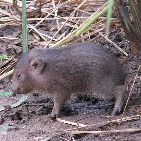 Mina extinción, crítico de extin Deseos - ZooHispania